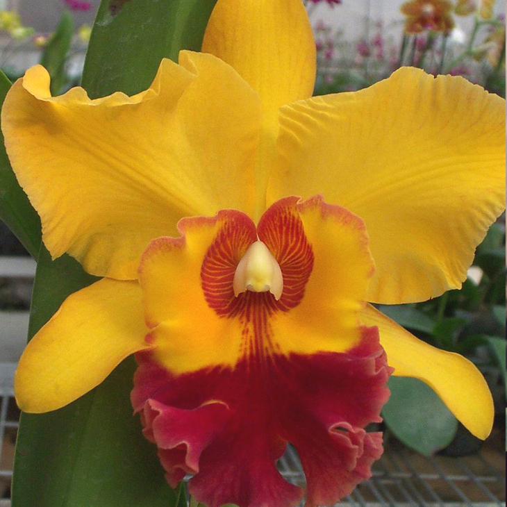 Rhyncholaeliocattleya catalogue | Orchis Floriculturing Inc.
